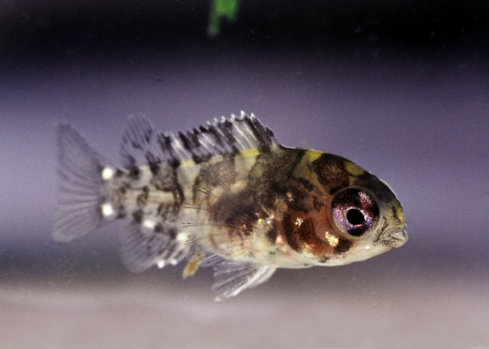 Cleithracara maronii - requisiti, alimentazione, descrizione del pesce ...