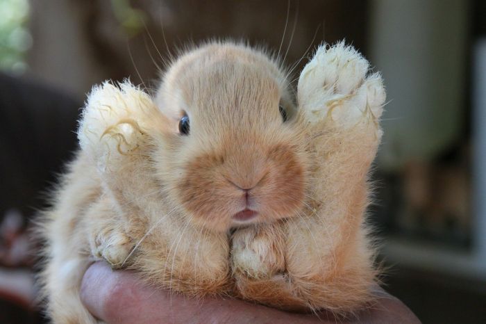 Raffreddore del coniglio – rimedi casalinghi, trattamento | Fera24.it