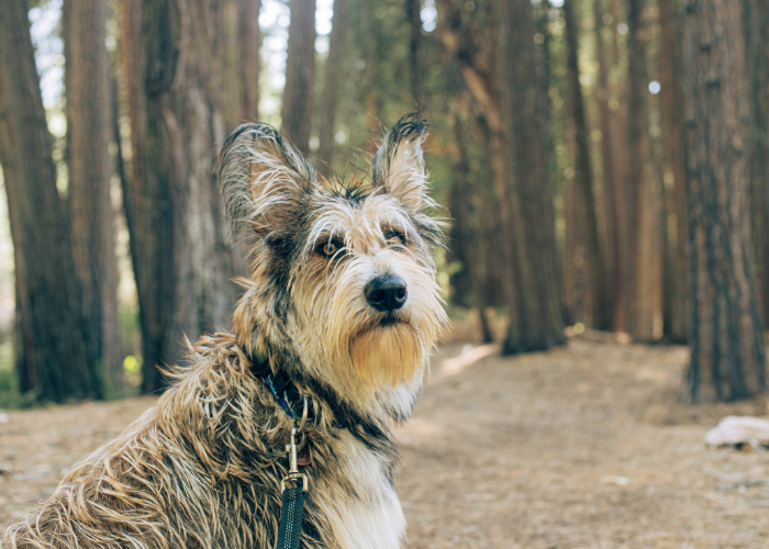 Cane da pastore di Piccardia - carattere, aspetto, descrizione della razza