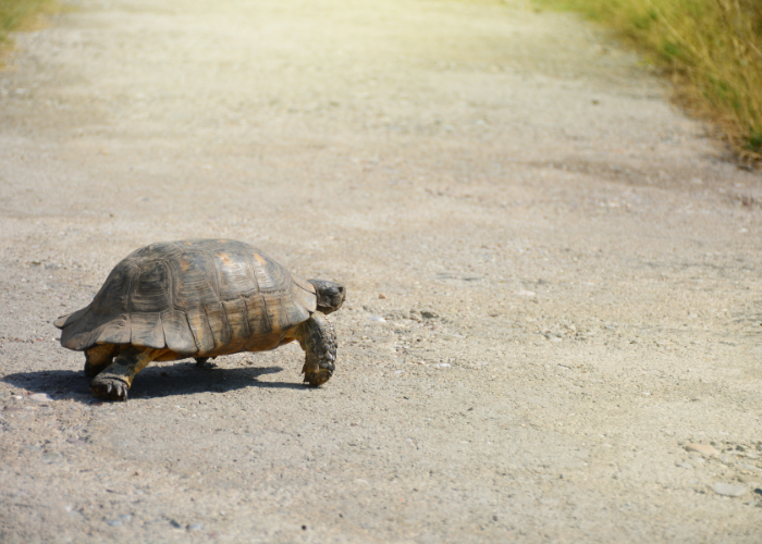 Testuggine greca: allevamento, terrario, alimentazione | Fera24.it